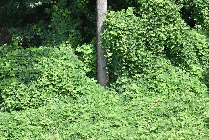 The Rural Blog: Kudzu is on the decline in the South, but is following ...