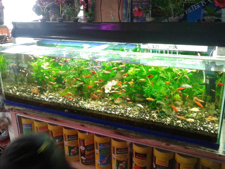 MrsMommyHolic: Our new fishies from Cartimar