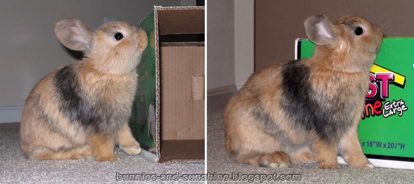 Bunnies and Sunshine: Simon then and now (they grow up so fast).