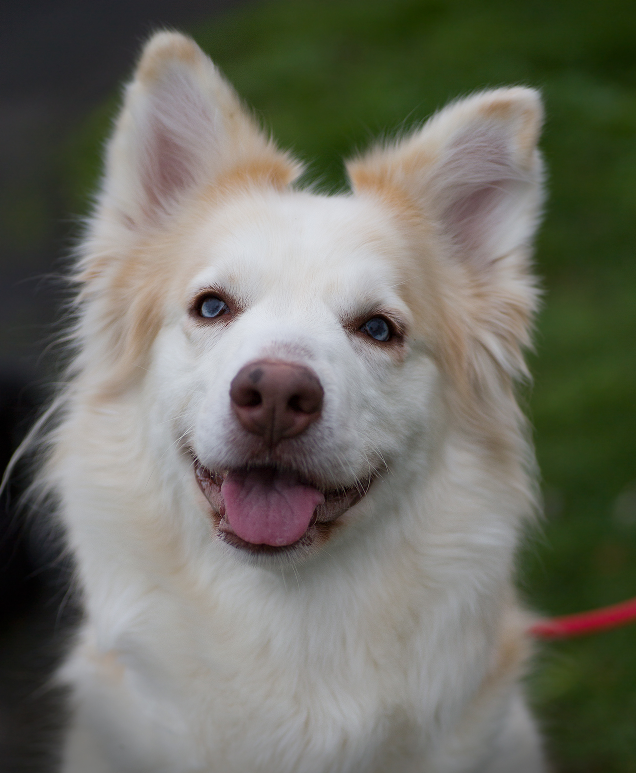 Shelter Dogs of Portland: "PEARL" New Pics "special needs" Blind ...