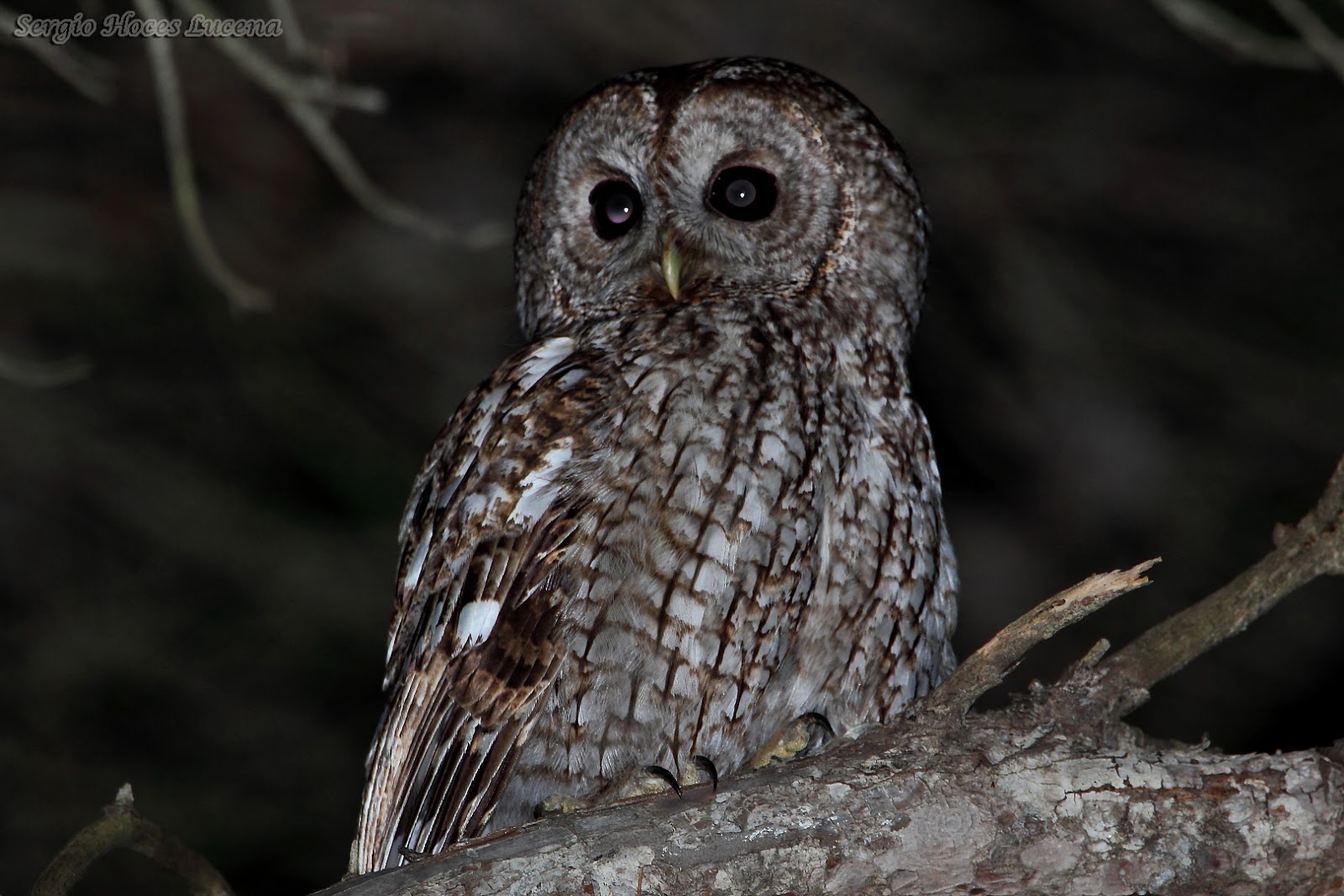 Viajes, Salidas, Naturaleza, (Fotografía).: Cárabo Común (Strix aluco).