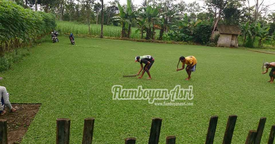 Jual Rumput Taman Gajah Mini Harga Murah Surabaya - TUKANG TAMAN SURABAYA