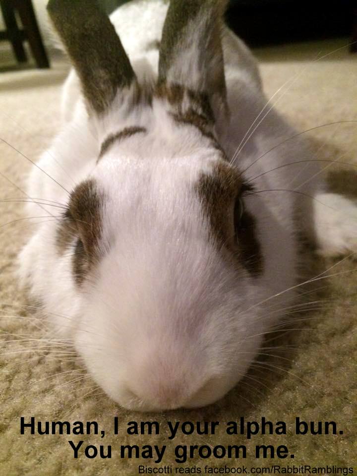 Rabbit Ramblings: Funny Bunny Monday Meme*day