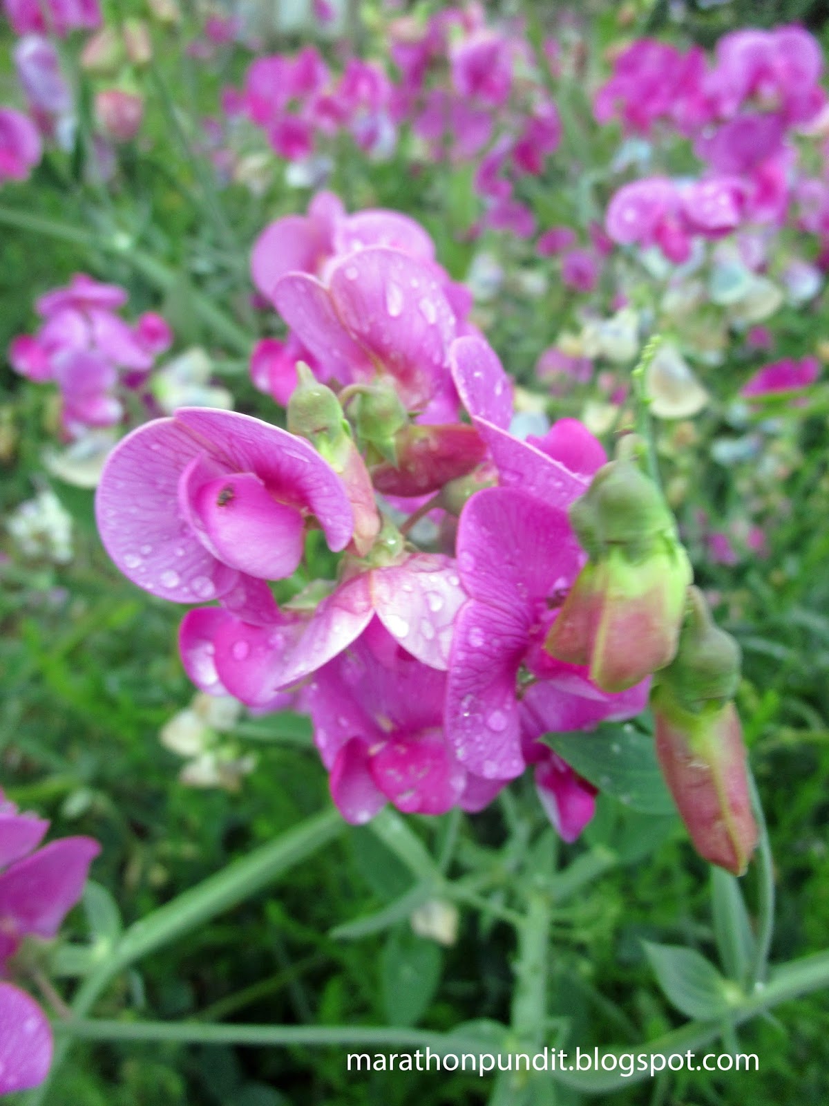 Marathon Pundit: Summer flowers of Detroit