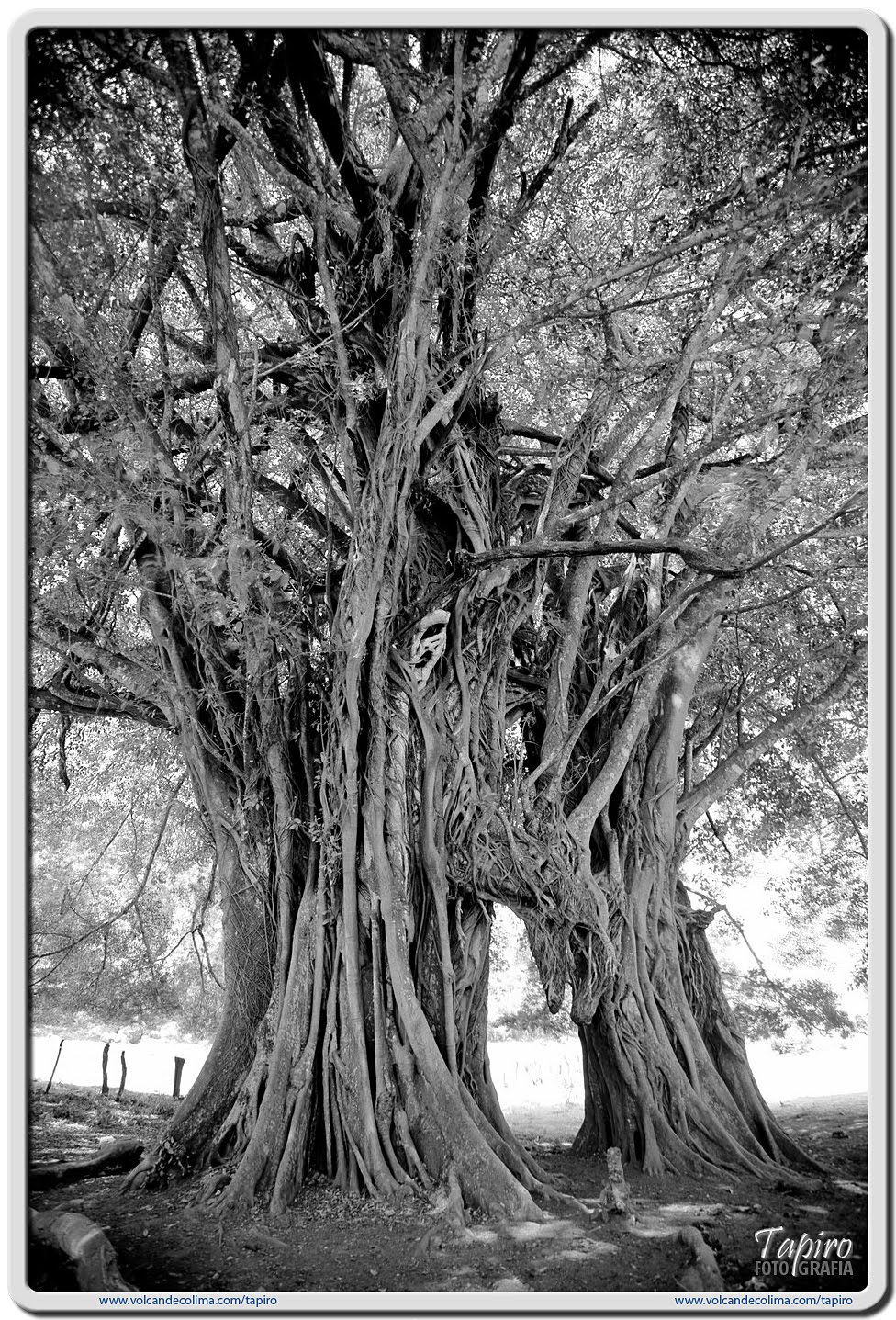 Tapiro fotografía en colima: Arbol el Guardián en la Yerbabuena