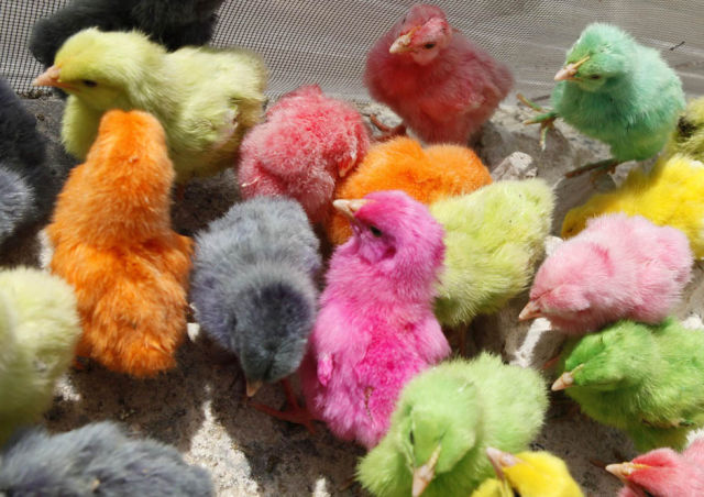 Chorradas Free: Pollos de colores, hazte con todos