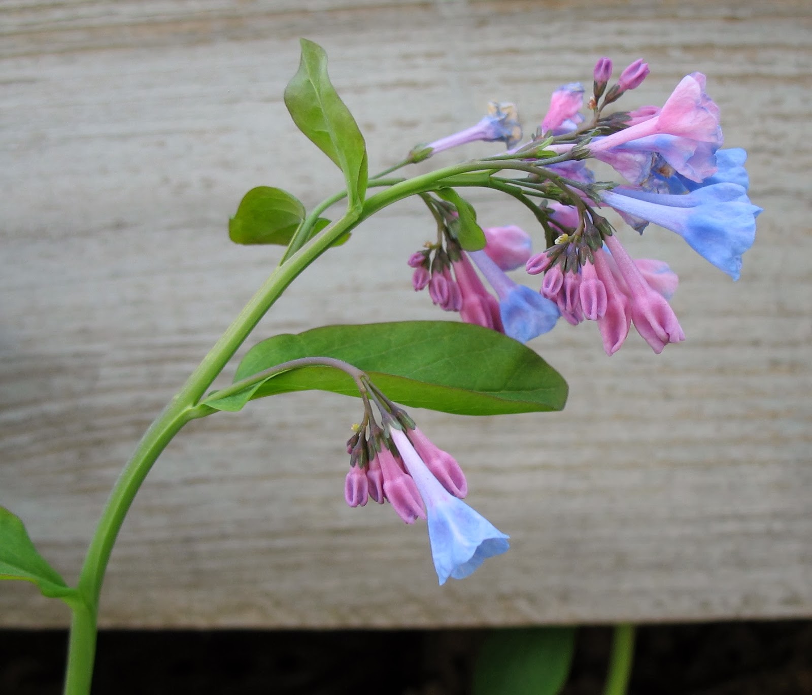 Using Georgia Native Plants: Favorite Native Spring Perennials for the ...