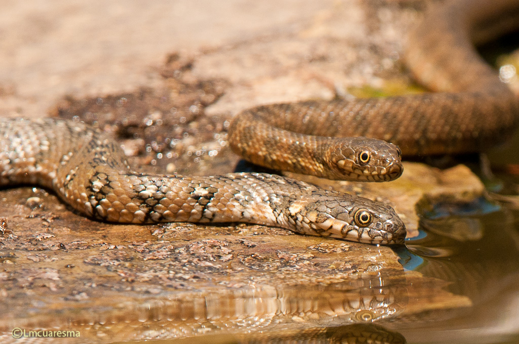 DISFRUTANDO DEL CAMPO: ¡Va de culebras!