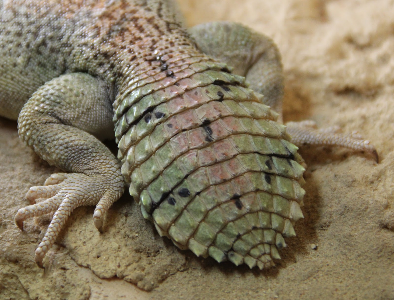 UROMASTYX DE HERMANIELDI: UROMASTYX THOMASI.
