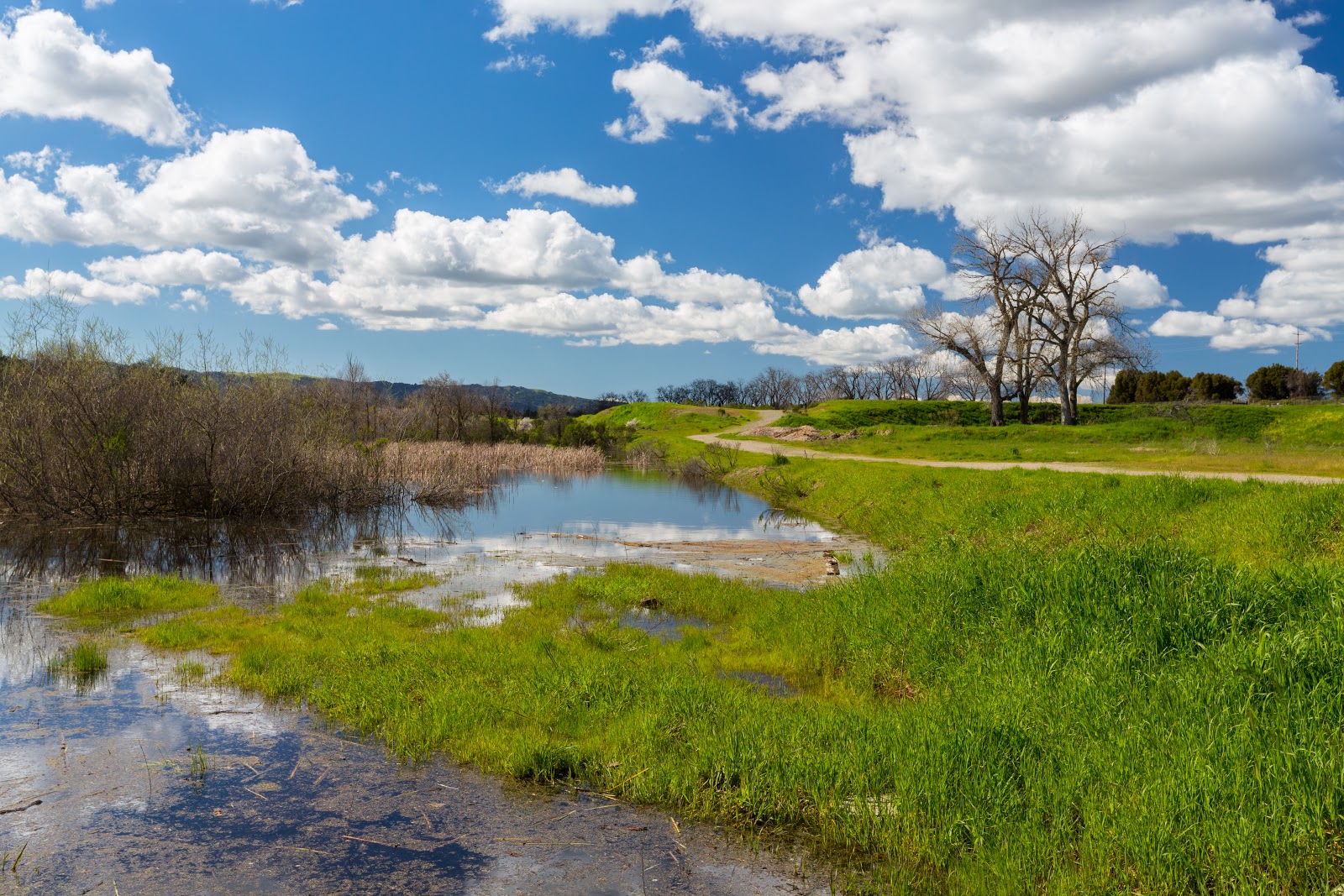 Naturetastic Blog: Shadow Cliffs Regional Park (2/27/2017) - Pleasanton, CA