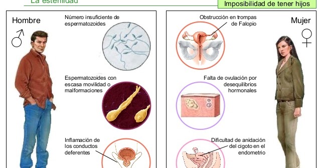 La Reproducción Humana: La Reproduccion Humana