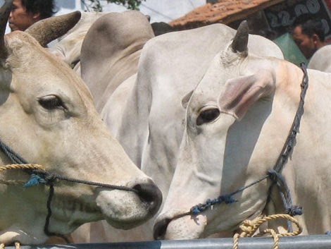 GAMBAR SAPI BRAHMAN 24 | GAMBAR SAPI