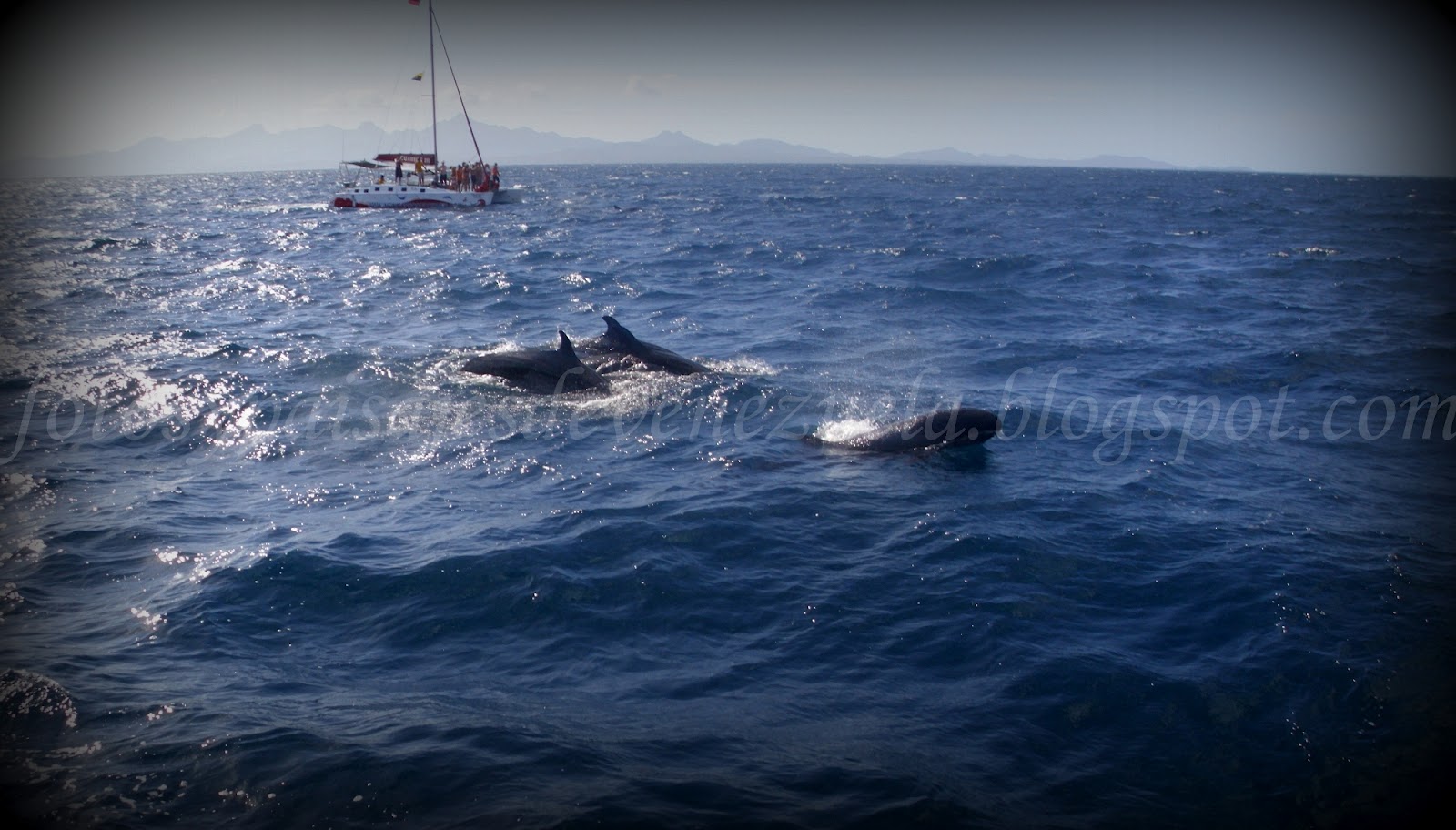 Calderones o Ballenas Piloto
