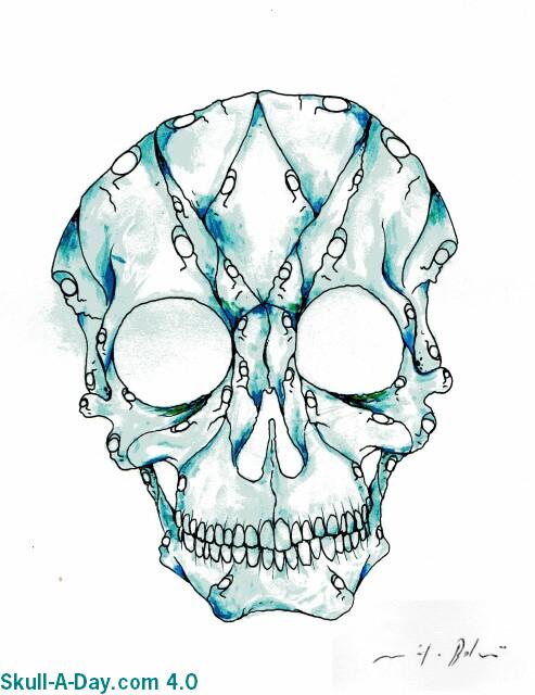 Illustrated Skulls