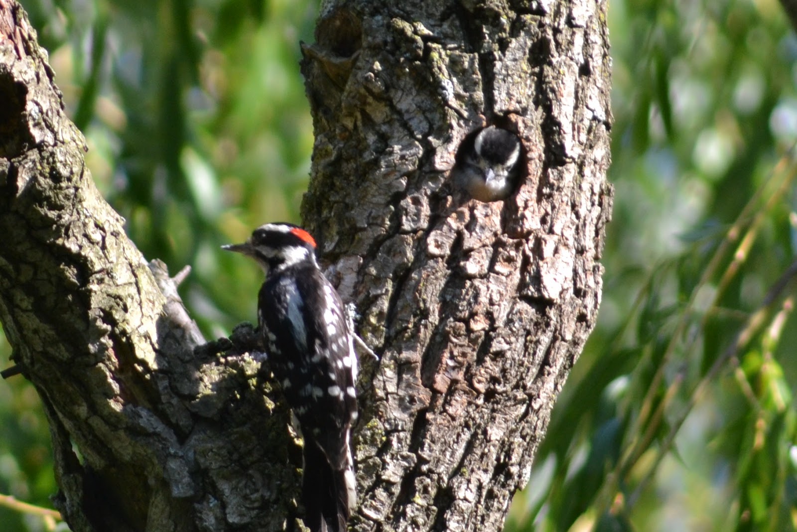 Landscape, Nature and Wildlife Photography done by Angie K. Johnson ...