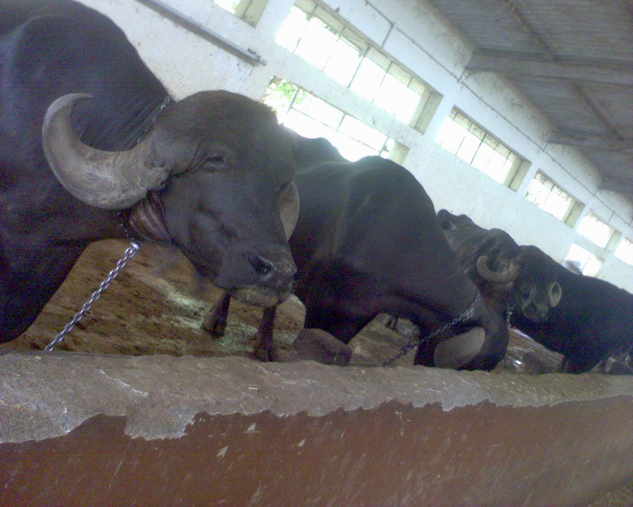 Dairy Farming: Jafarabadi Buffalo Pictures