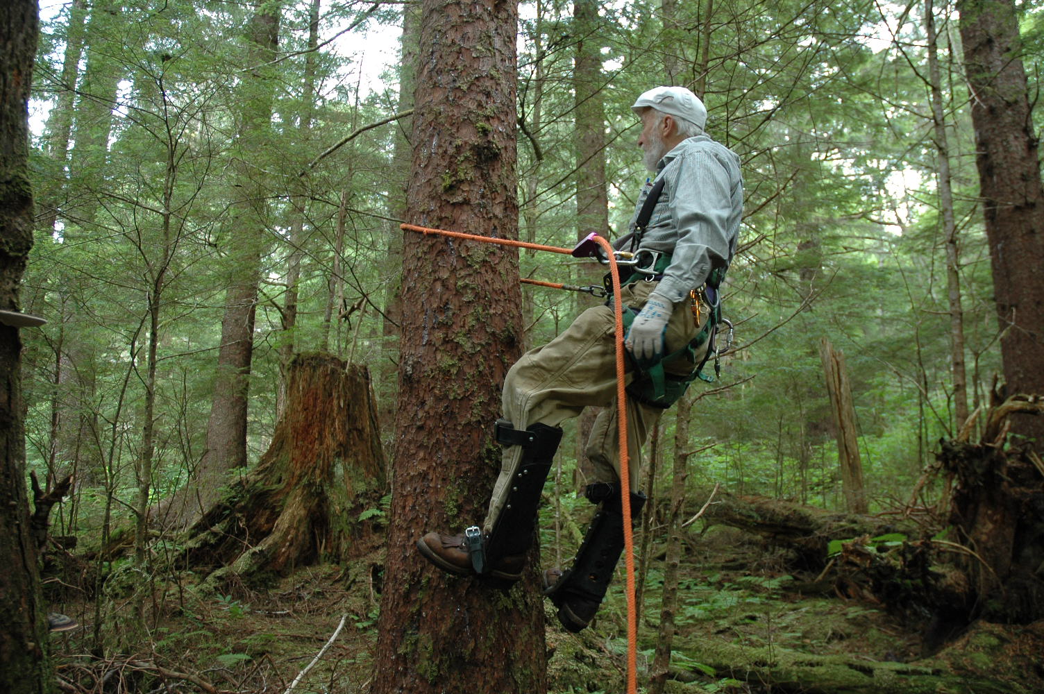 Draw Me Close: Tree climbing old-school logger style, care of Jay ...