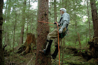Draw Me Close: Tree climbing old-school logger style, care of Jay ...