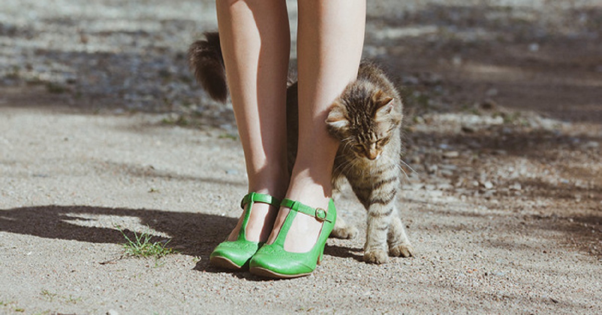 10 maneras que tienen los gatos de decir 'te quiero' y que seguro no ...