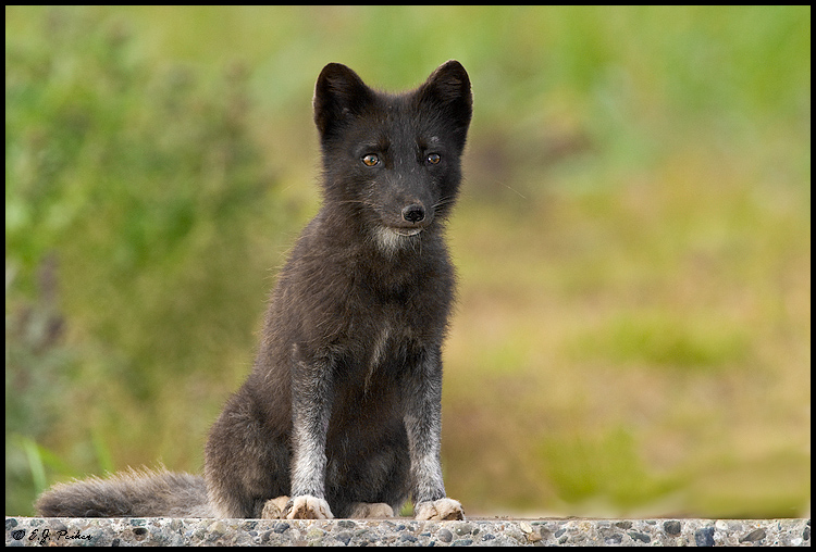 Animals pictures: Arctic blue fox