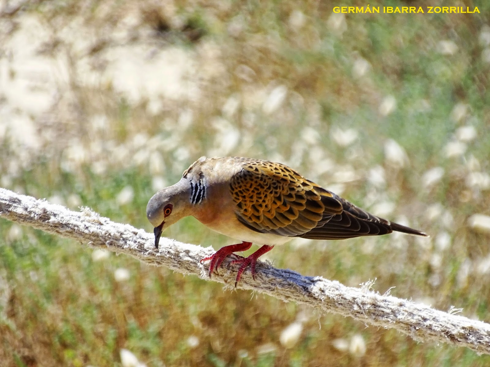 FAUNA COMPACTA el blog de Germán Ibarra Zorrilla: Tórtola europea ...