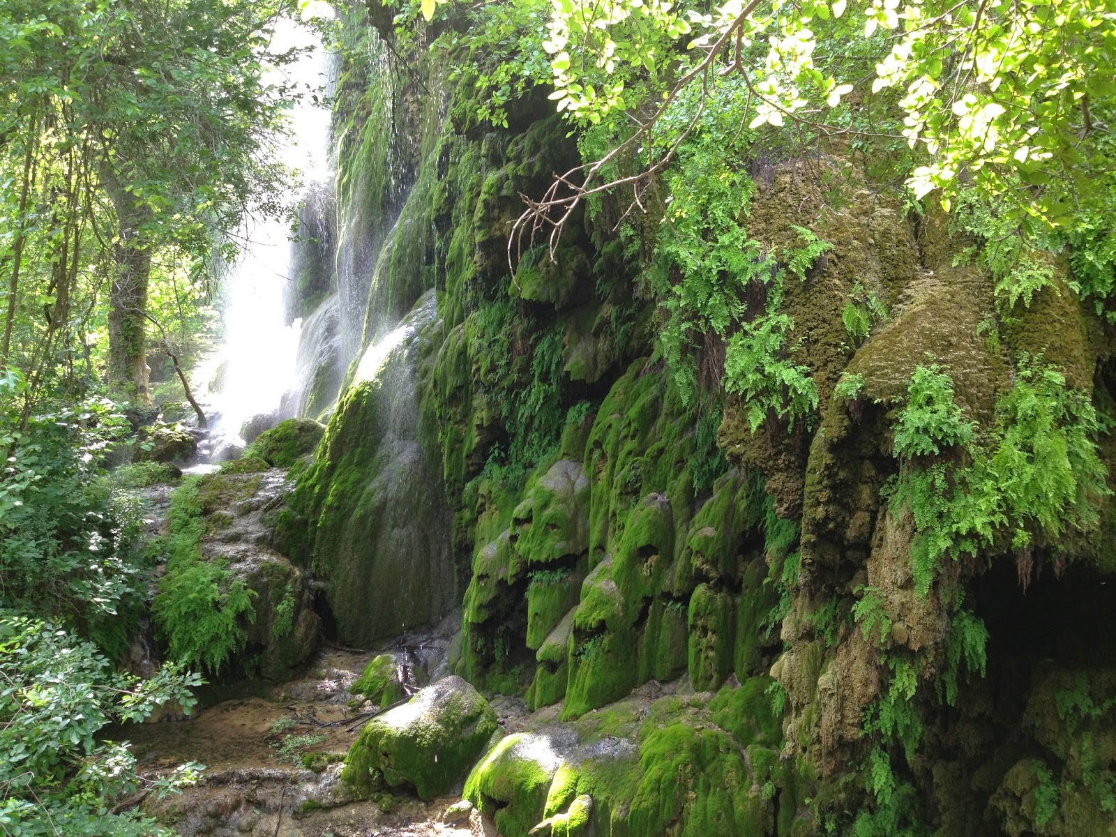 Somewhere In The Middle of Texas: Texas Rainforest