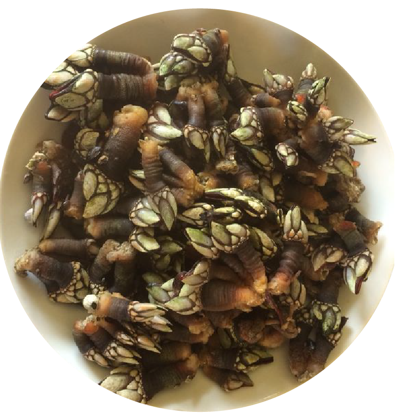 PERCEBES - Las Recetas Gallegas de Ana