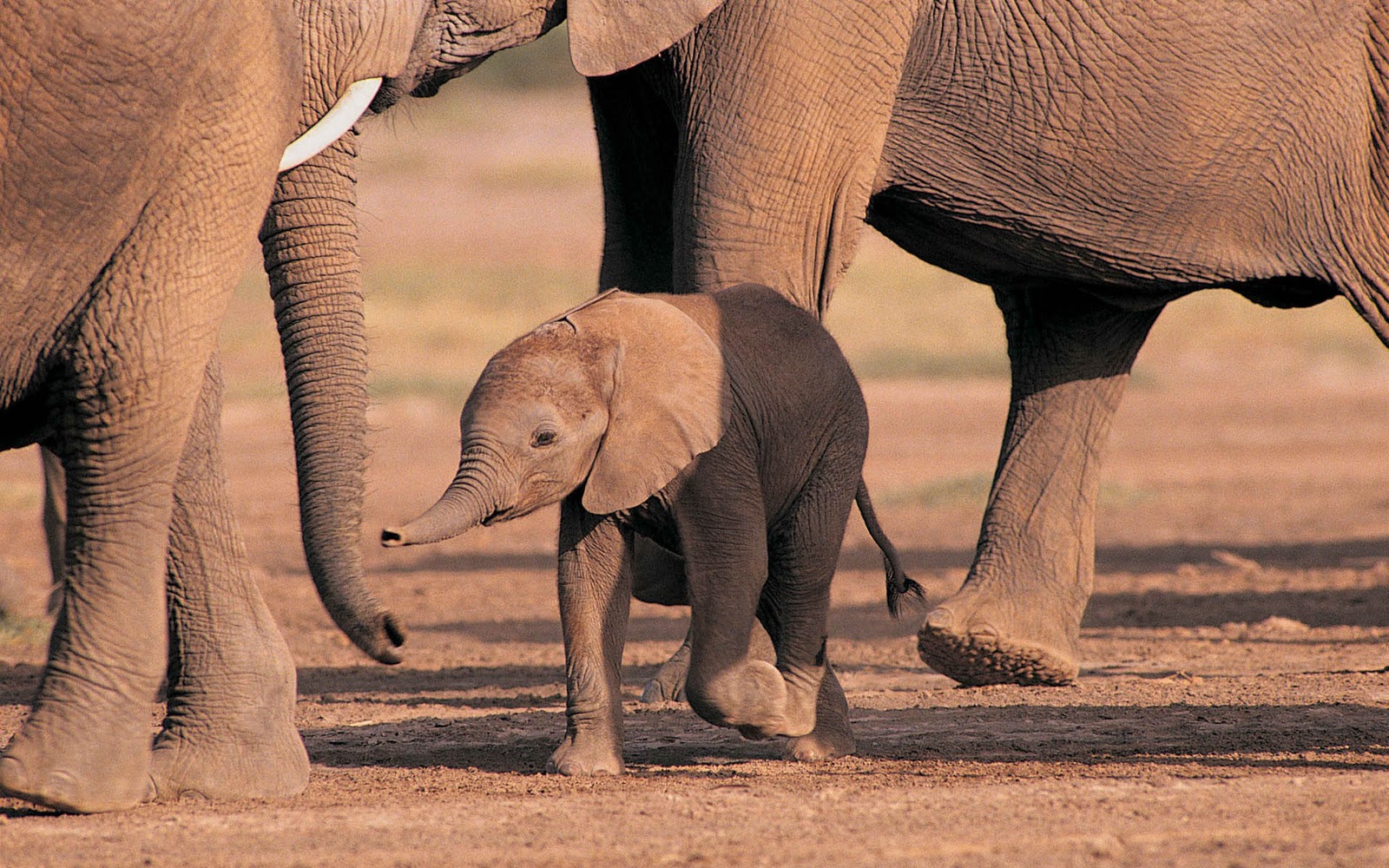 Olifanten Achtergronden | HD Wallpapers