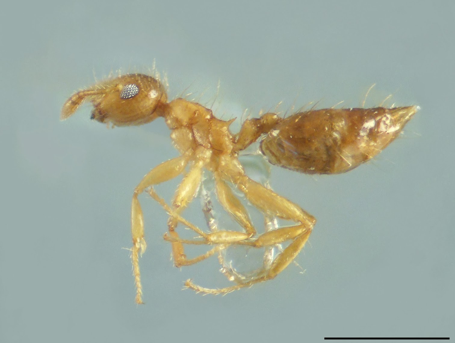 ARTHROPODA MEXICANA: noviembre 2013