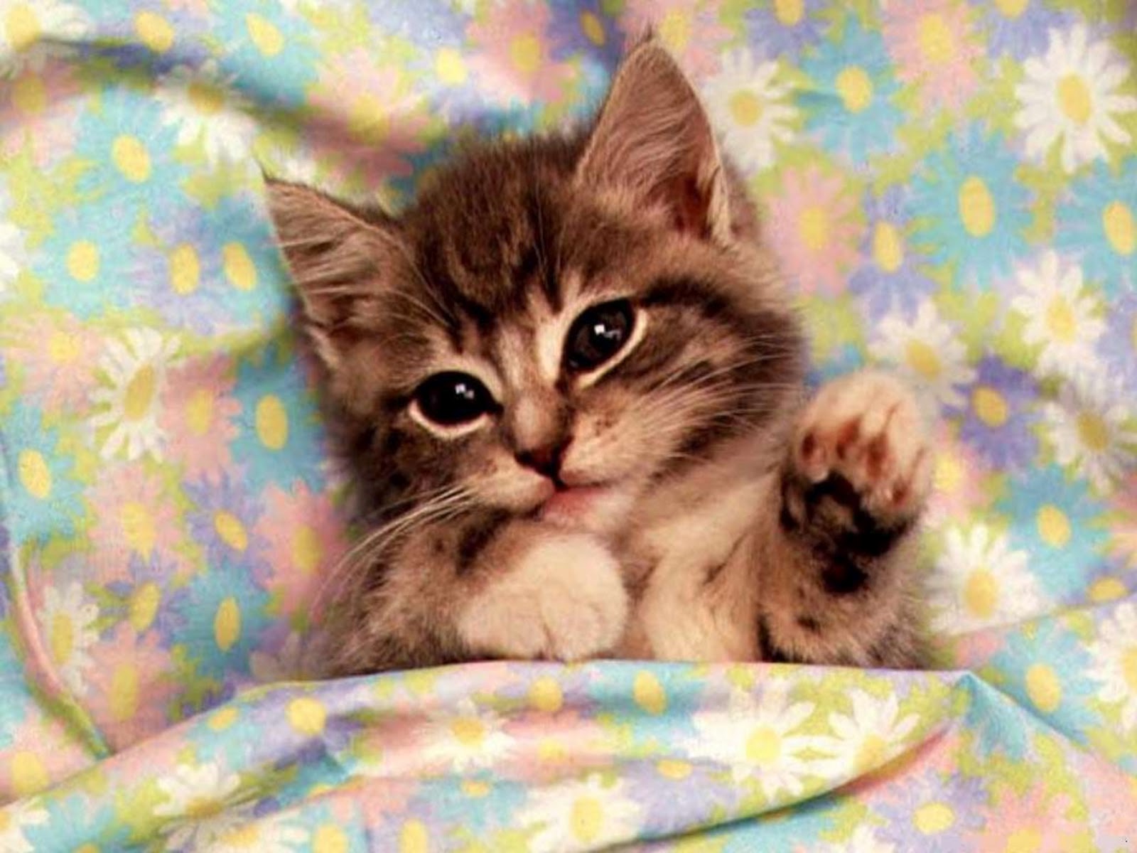 El blog de los gatitos: Gatito dormilón (N° 51)