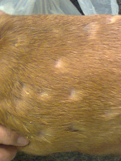 PELE PET: PIODERMITE SUPERFICIAL EM CÃES: usar ou não antibióticos??