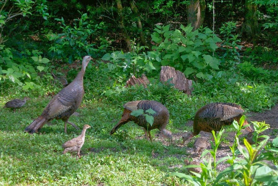 The Grumpy Old Scientist's Picture Page: April 2014