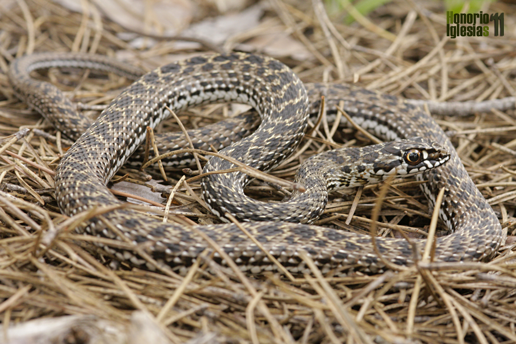 La Rioja Natural: CULEBRA BASTARDA