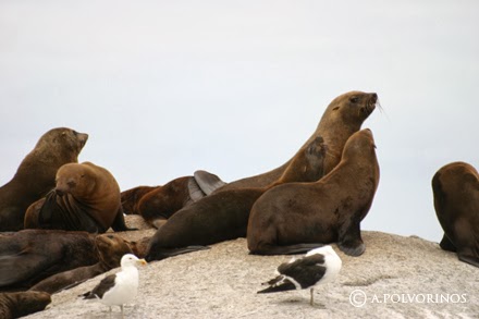 Paraísos del mundo: Las focas de la isla Duiker, en El Cabo