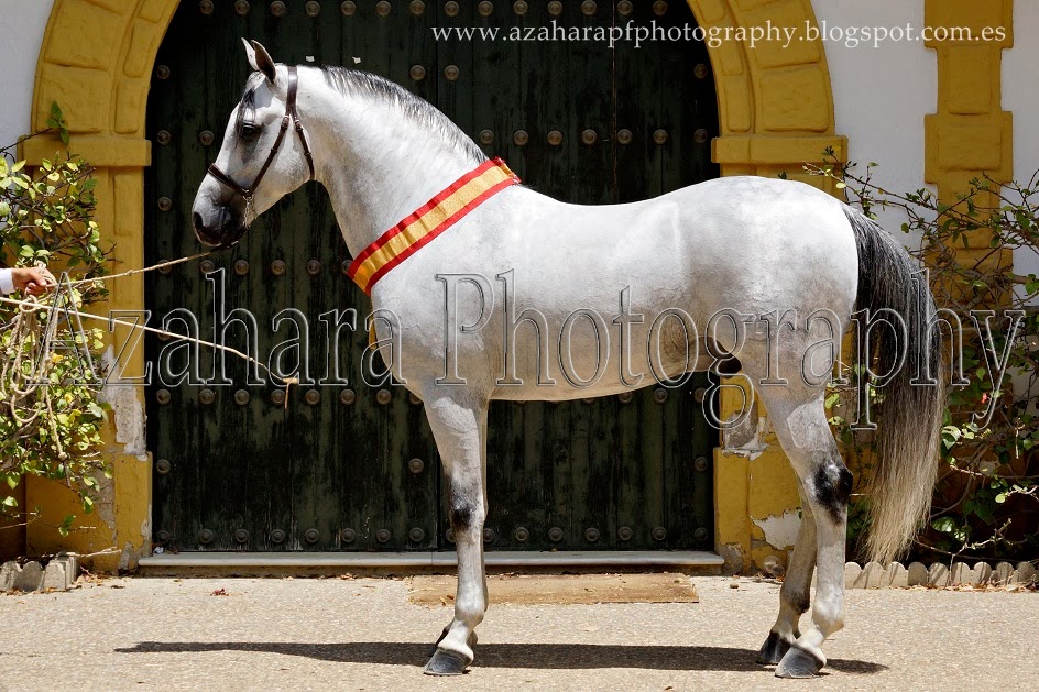 Fotos De Caballos De Pura Raza Española