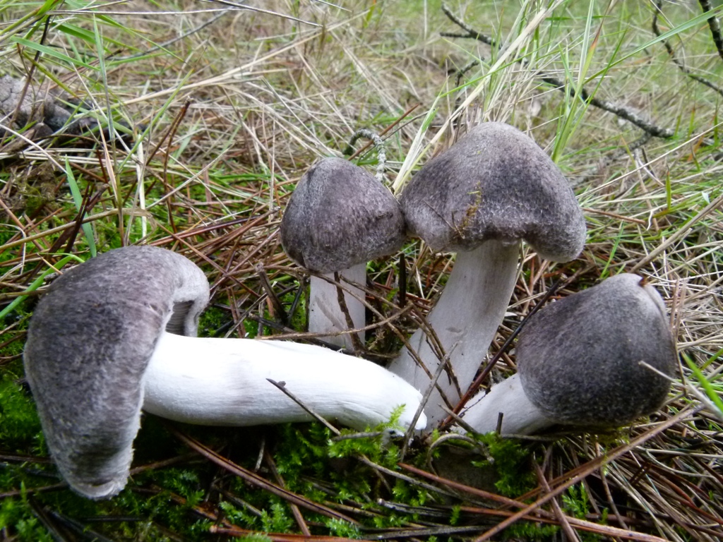 Espies, la revista: L'HORT AL NOVEMBRE