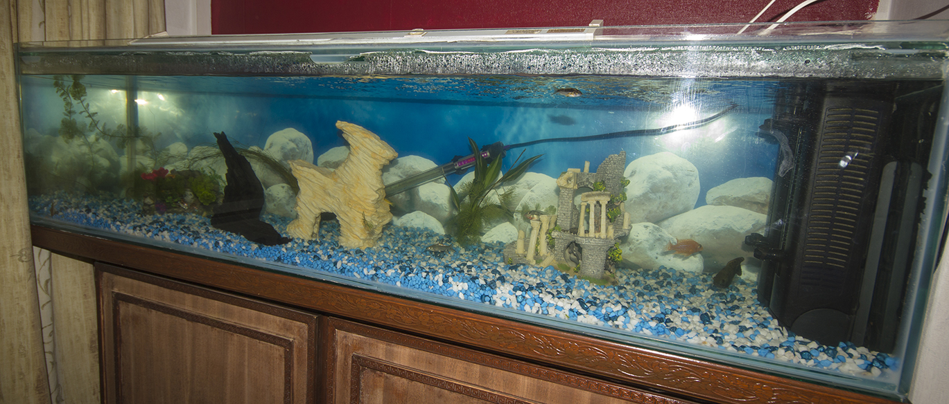 MY FISH TANK STORY