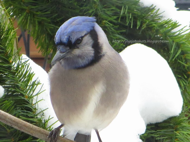 Joy's Jots, Shots & Whatnots: Wordless Wednesday #82~ Hungry Blue Jay