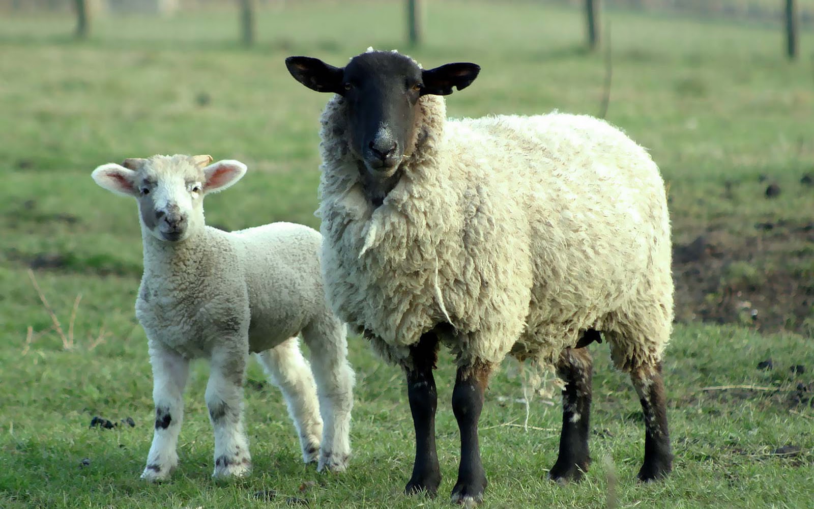 Schapen Achtergronden | HD Wallpapers