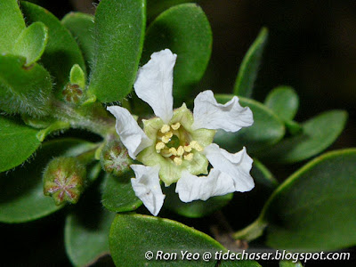 tHE tiDE cHAsER: Mentigi (Pemphis acidula)