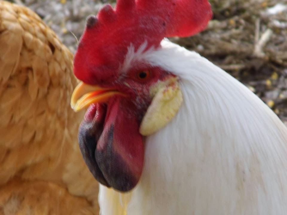 Treating and Preventing Frostbite in Chickens Naturally - Fresh Eggs ...