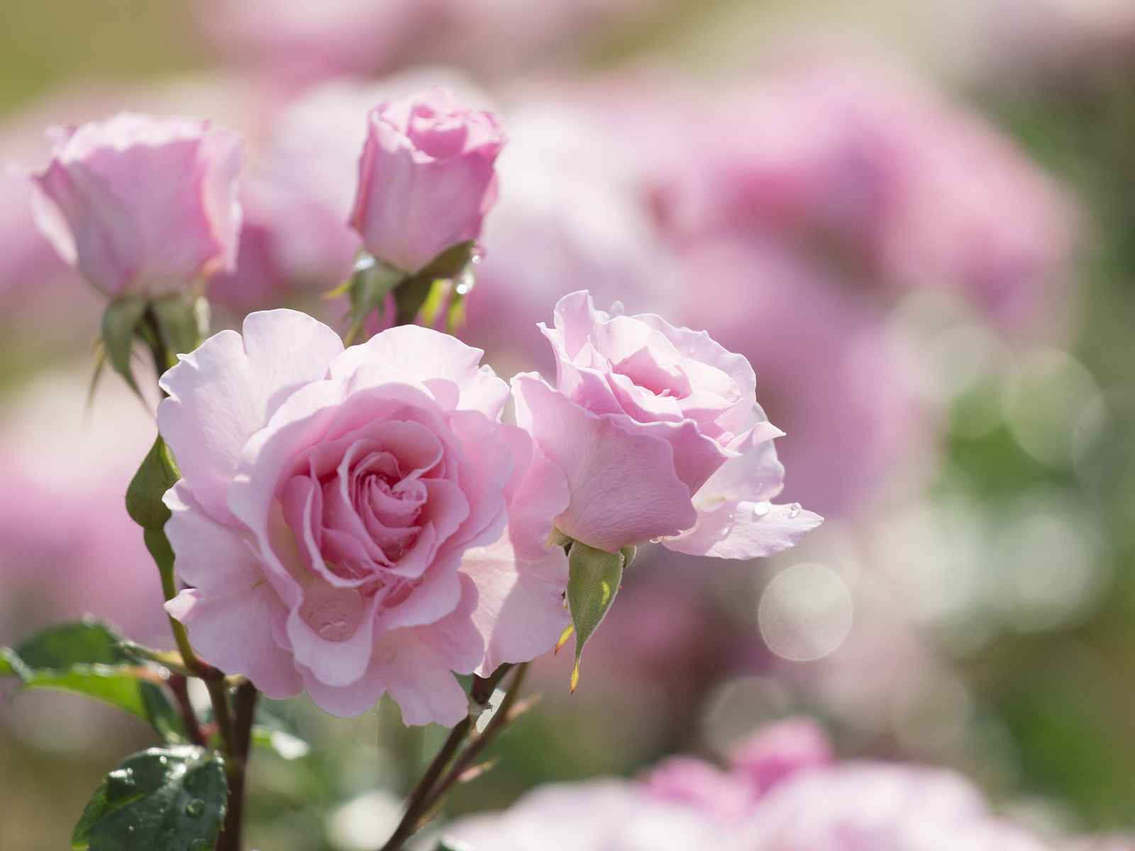 Fotos de flores rosados