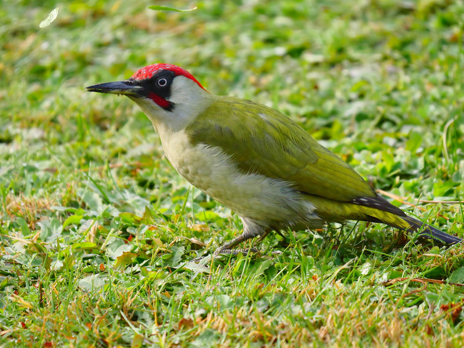 RESERVES ORNITHOLOGIQUES.....................: PIC VERT dans le J