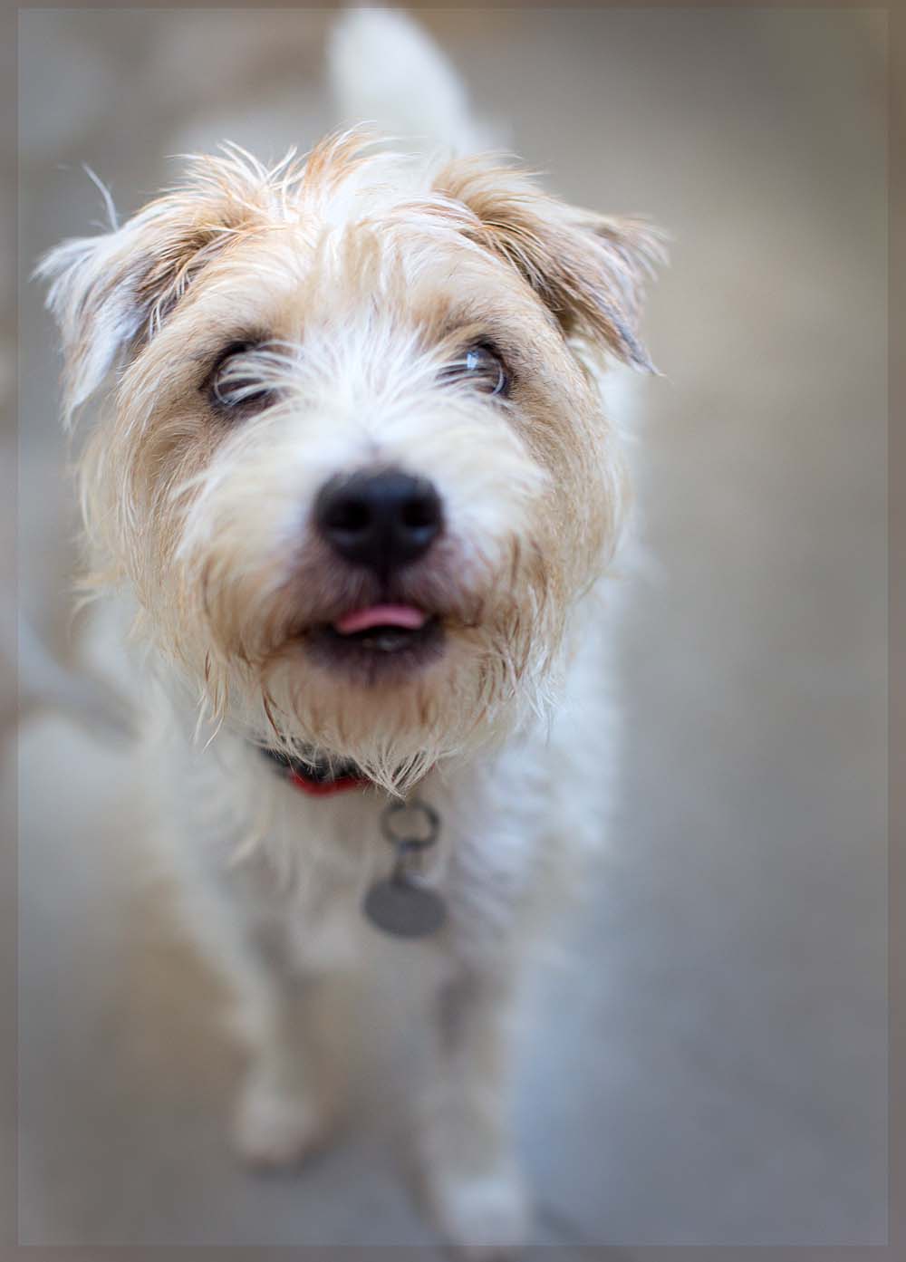 Shelter Dogs of Portland: "JACKSON OCHO" cool jack russel terrier