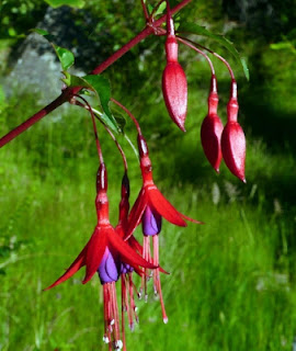 FLAKOSKY: Aprendiendo de la Flora Nativa en Chile : Fuchsia Magellanica ...