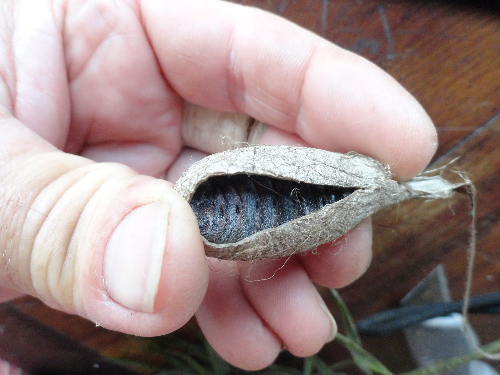 Orquídeas, aves, ovinos, plantas, animais, vida do interior....: Casulo