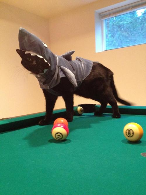 Cat Shark attack | Funny Cat Pictures