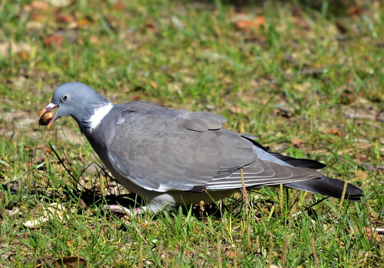 Imagens da vida animal: Pombo-torcaz (Columba palumbus)