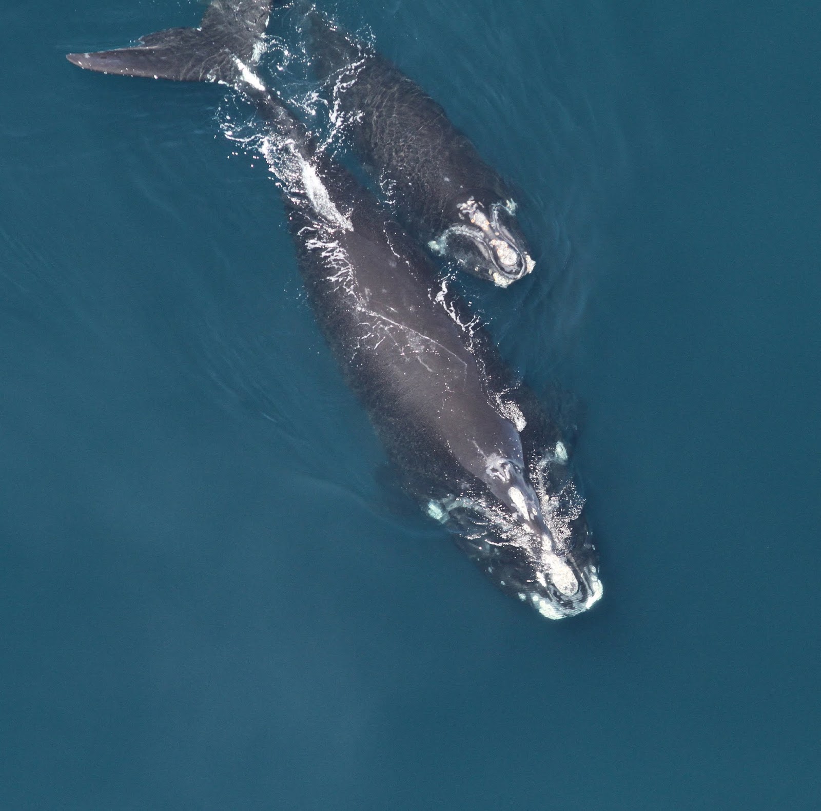 Persona Non Grata: Whale Calves Give Hope