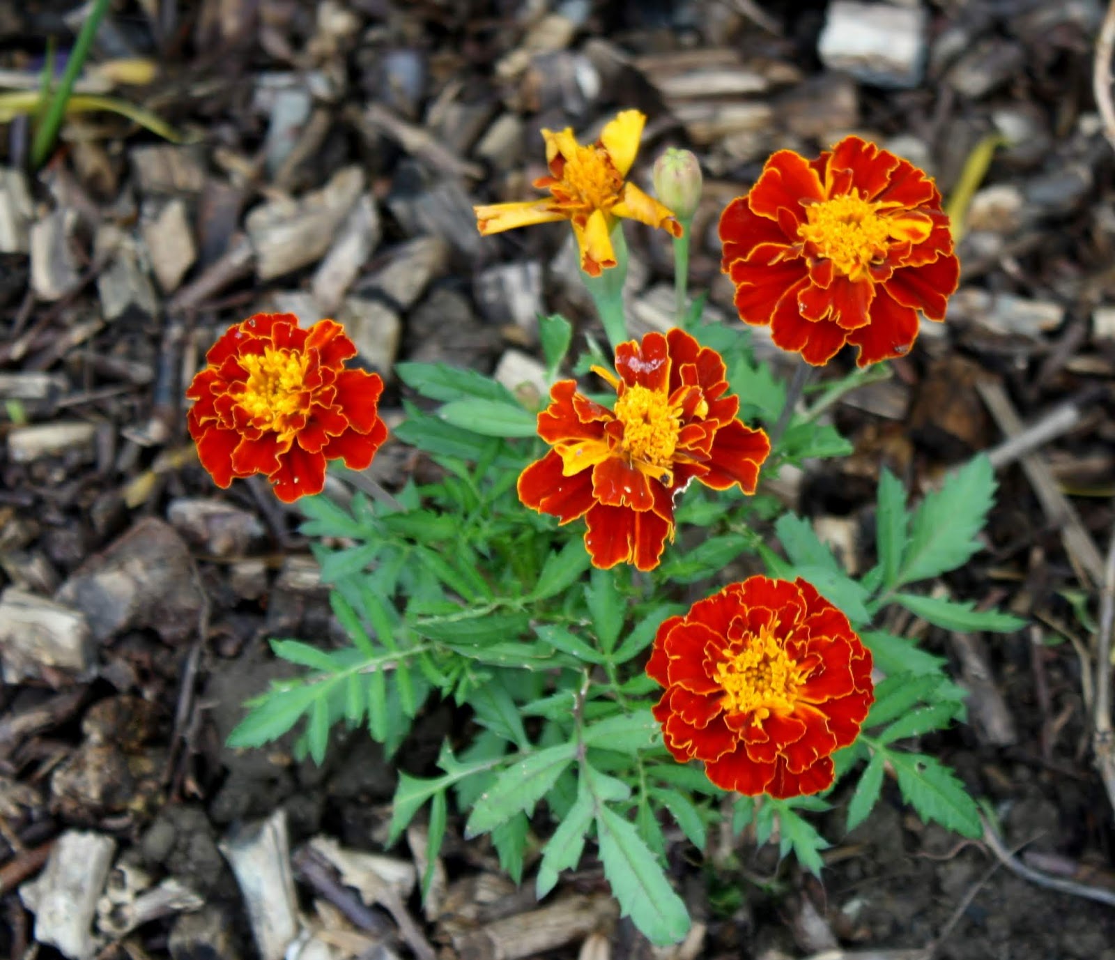 Jardin à Welekete: Tagetes minuta